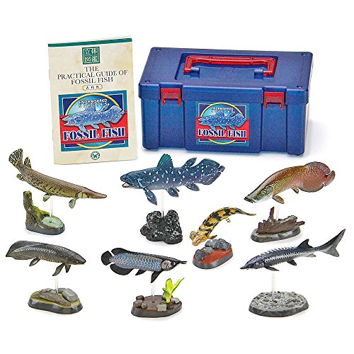 Colorata Real Figure box Set Fossil Fish ancient fish 7 types of 7 fig ...