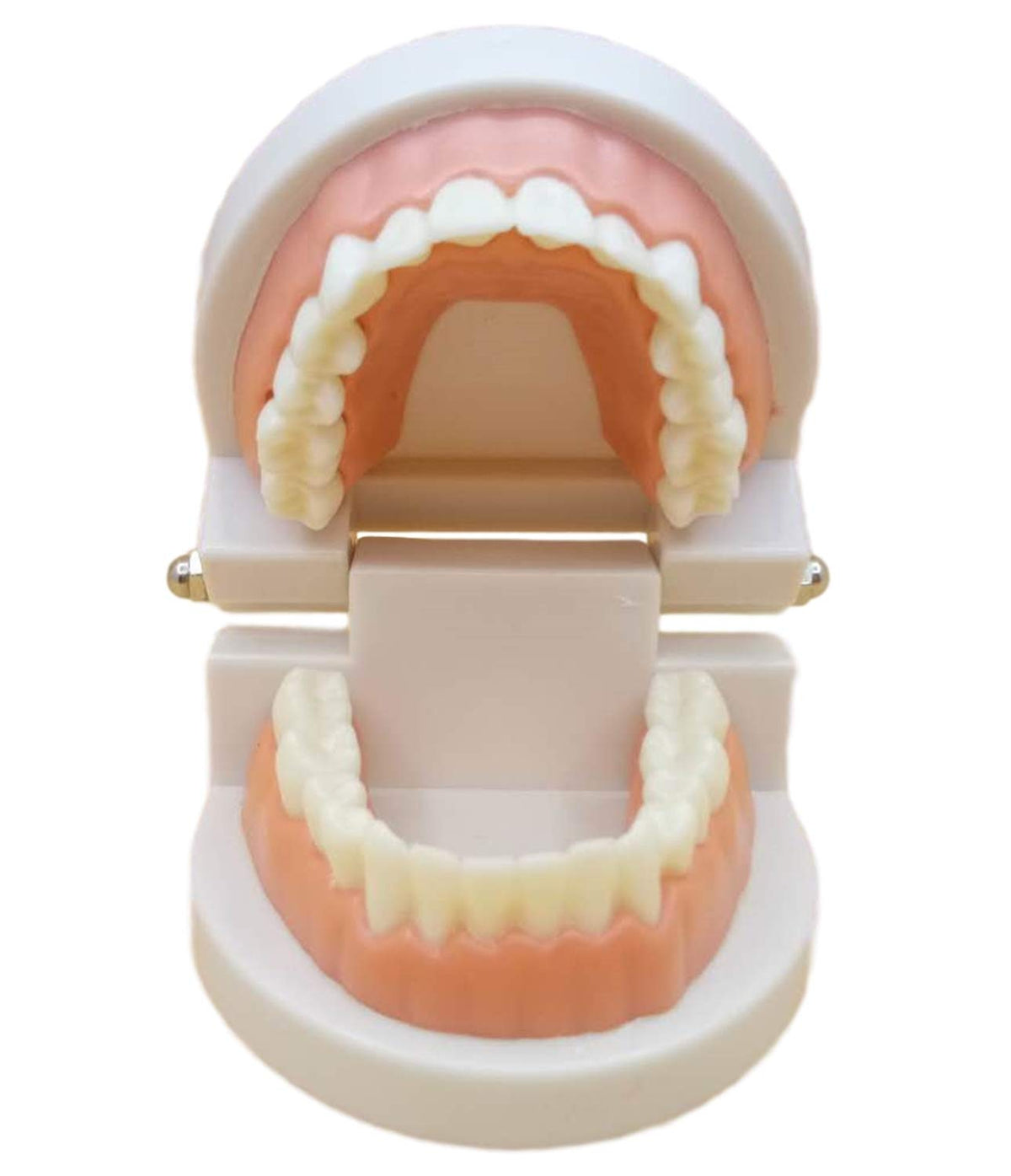 Dental Model Implant Bridge Dentist Research Explanation Small Size Pi ...