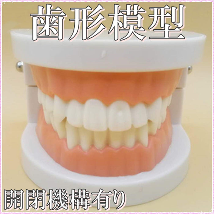 Dental Model Implant Bridge Dentist Research Explanation Small Size Pi ...