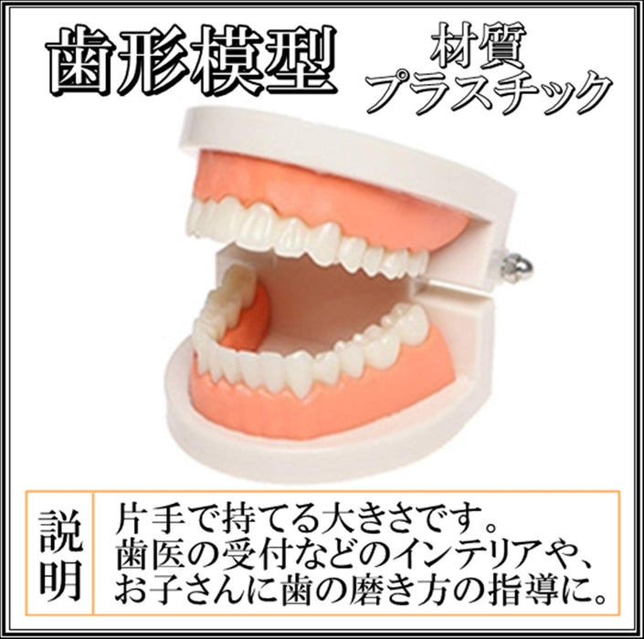 Dental Model Implant Bridge Dentist Research Explanation Small Size Pi ...