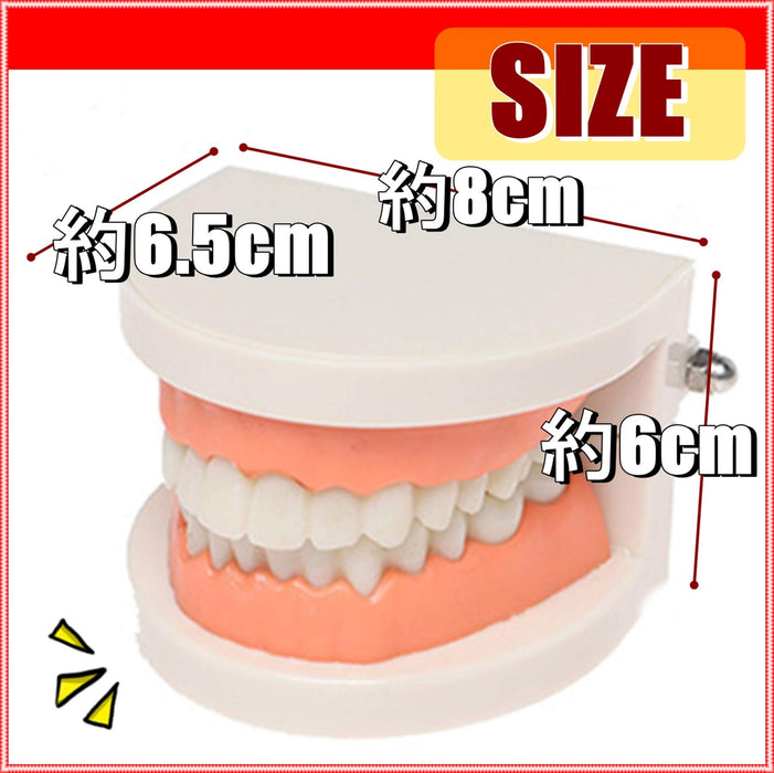 Dental Model Implant Bridge Dentist Research Explanation Small Size Pi ...